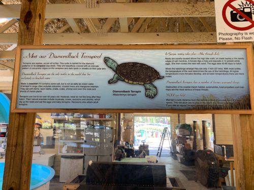 Georgia Sea Turtle Center, Jekyll Island, GA - Pineapple Voyage